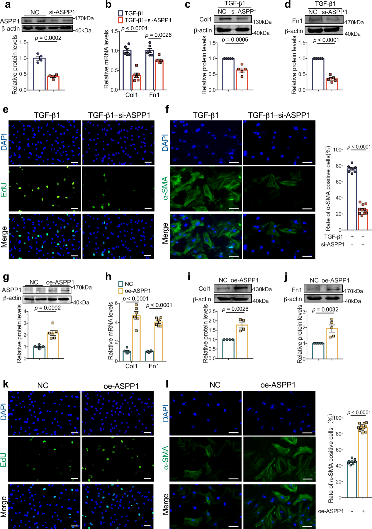 肌成纤维细胞中ASPP1的缺失通过减少p53的降解来减轻心肌纤维化 - 河清医学