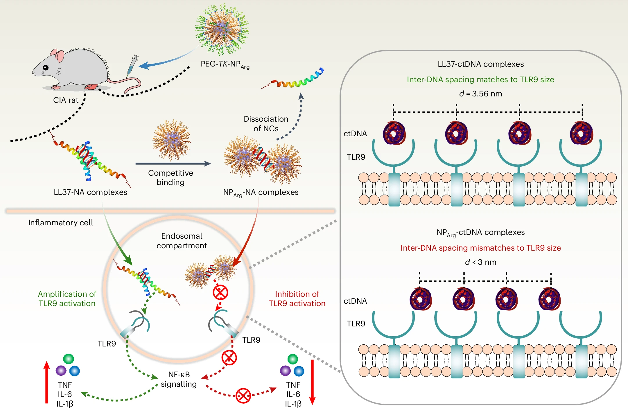 合成聚肽通过干扰多价TLR9与LL37-DNA束的结合，抑制自身免疫疾病中核酸诱导的炎症 - 河清医学