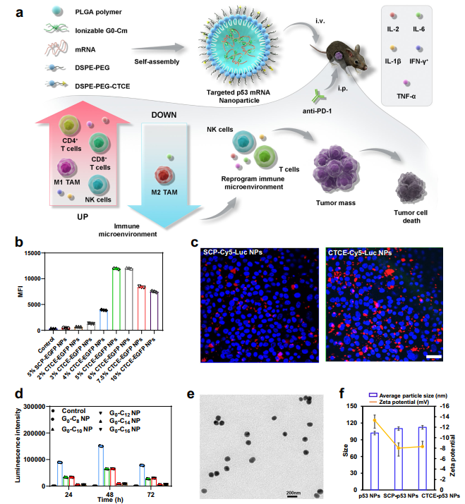 P53 mRNA纳米颗粒与ICB联手—再编程免疫微环境 - 河清医学